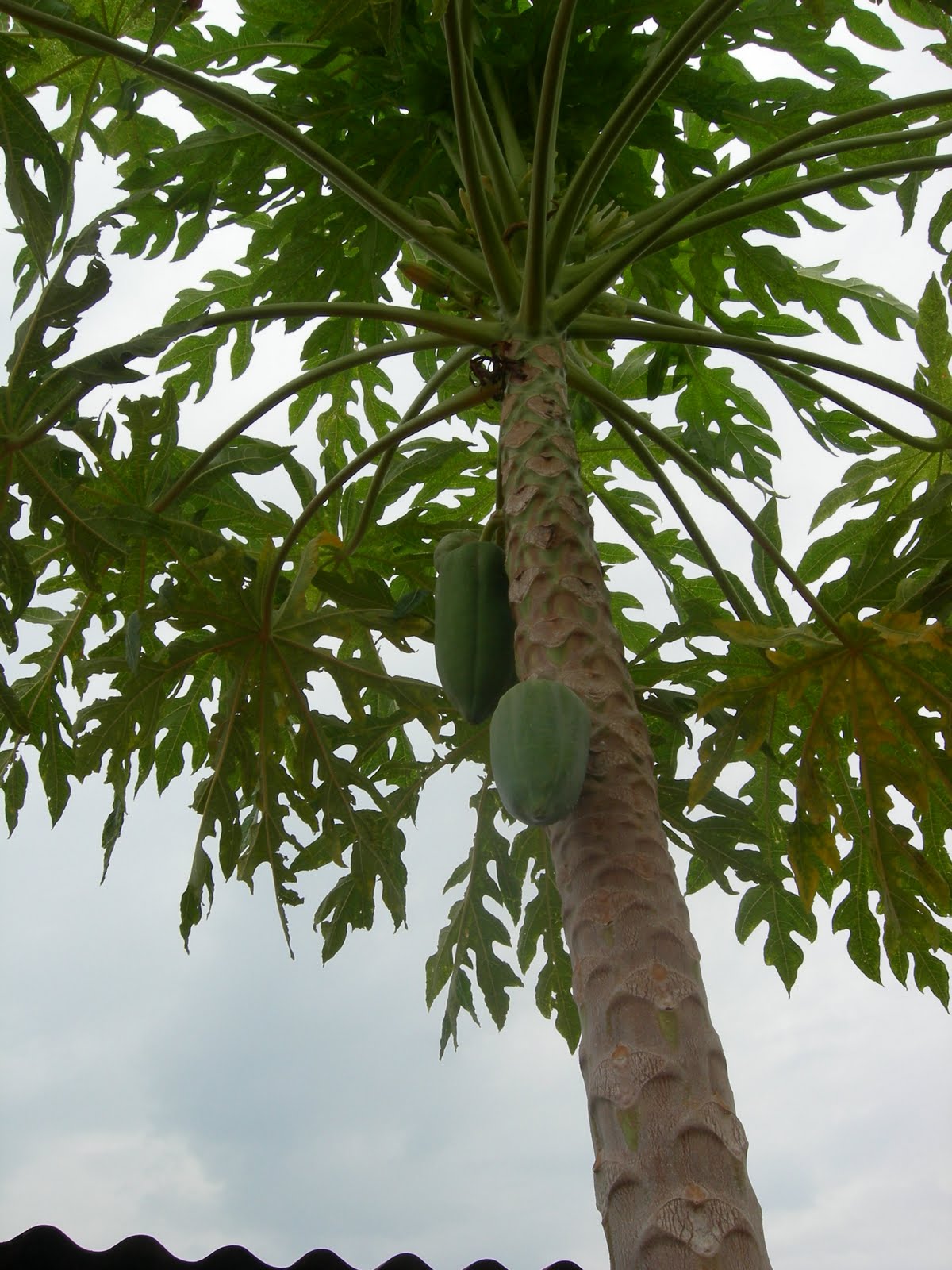 Alan & Beth in Nicaragua: Papaya tree update