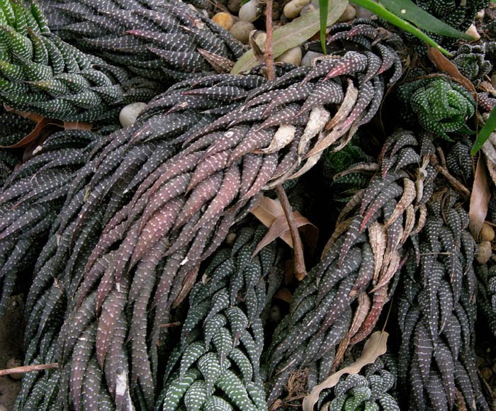 Studio and Garden: Cactus at the Brooklyn Botanic Garden