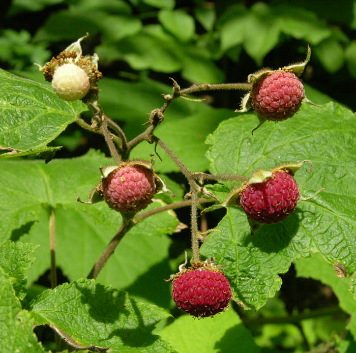 Studio and Garden: A Walk in the Woods: From Flowers to Fruit