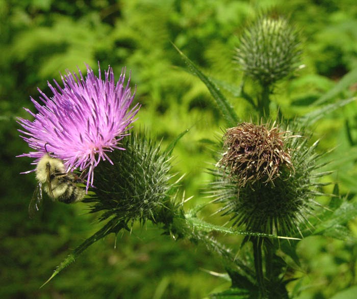 Studio and Garden: Thistles