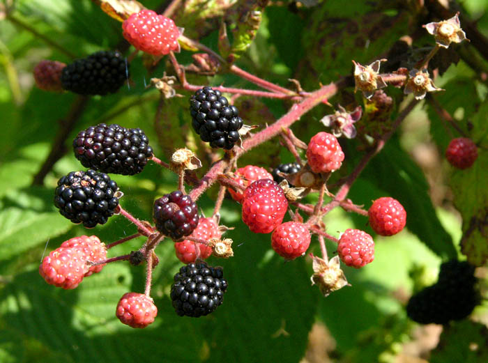 Studio and Garden: Wild Blackberries