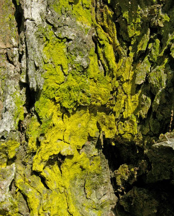 Studio and Garden: A Walk in the Woods: Painted by Lichens