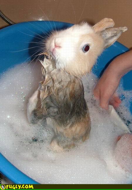 Maskroskvinnans Tankefrön: Det här med att doppa sig