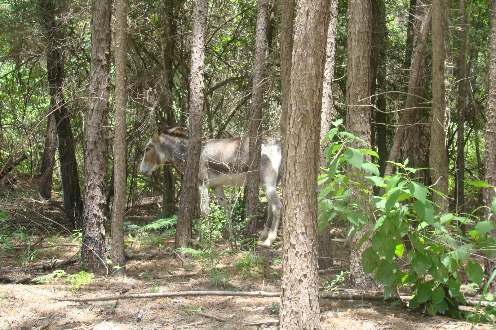 Texas Cryptid Hunter: July 2010