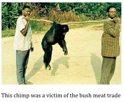 Texas Cryptid Hunter: October 2010