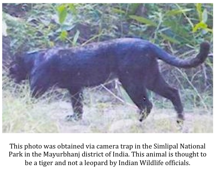 Texas Cryptid Hunter: The Black Panthers of Texas: An Impossibility?