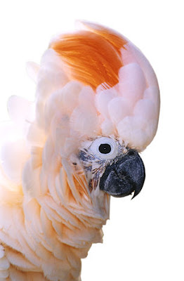 Large Fierce Mammal: Of Foo Birds and Drop Bears