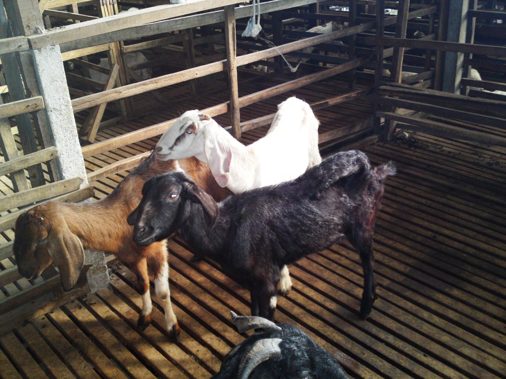 Jom Ternak Kambing: December 2010