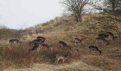 AMSTERDAMSE WATERLEIDINGDUINEN AWD: Dieren Doodschieten? OVP / AWD