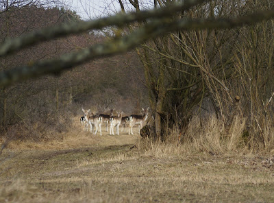 AMSTERDAMSE WATERLEIDINGDUINEN AWD: Dieren Doodschieten? OVP / AWD