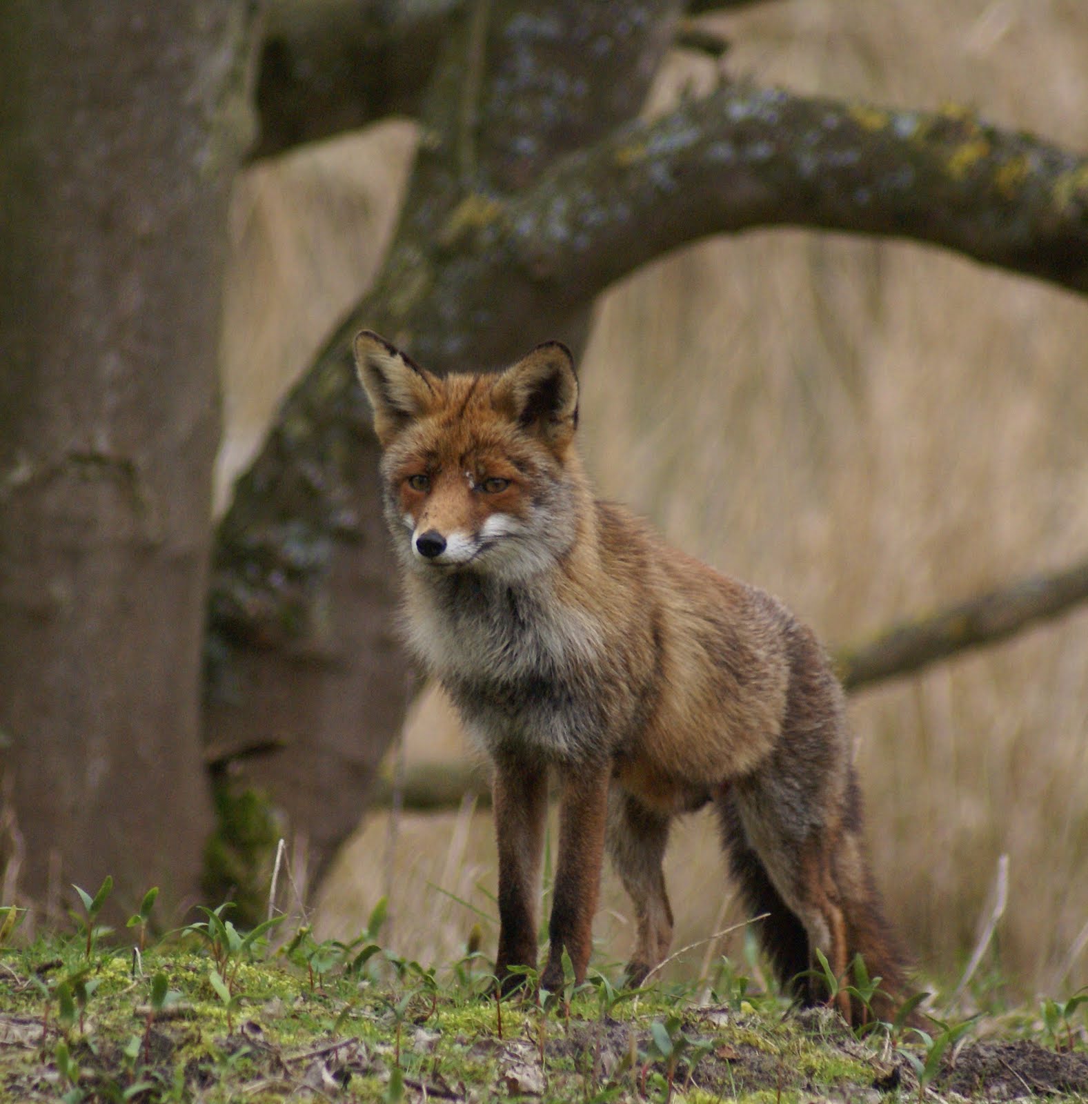 AMSTERDAMSE WATERLEIDINGDUINEN AWD: Vos Met Prooi (nieuwe lens)