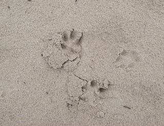 (AWD)....... AMSTERDAMSE WATERLEIDINGDUINEN: Spoor je in de Duinen? AWD
