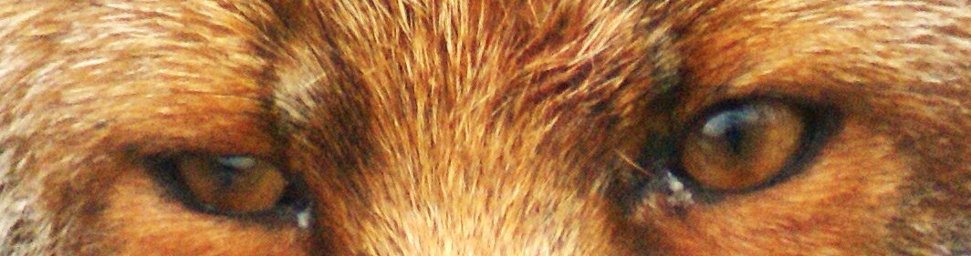 (AWD)....... AMSTERDAMSE WATERLEIDINGDUINEN: Rugtasvos