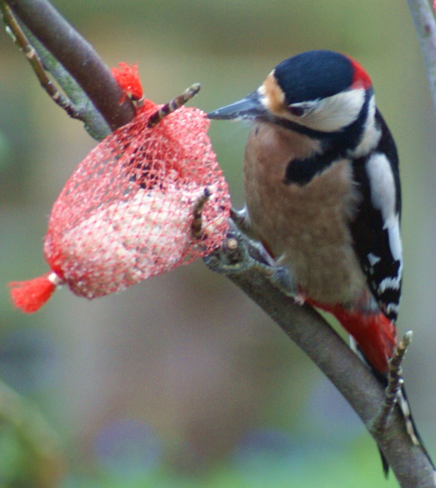 AMSTERDAMSE WATERLEIDINGDUINEN AWD: Helpen van Vogels.....in de Winter