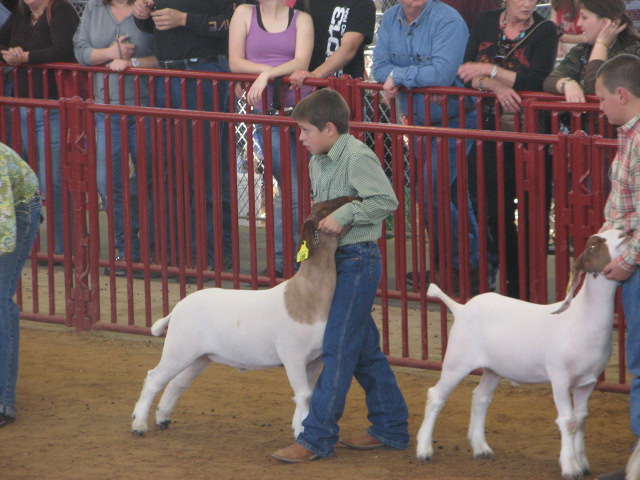 Bridgeport FFA: Market Goat Show, Fort Worth Stock Show
