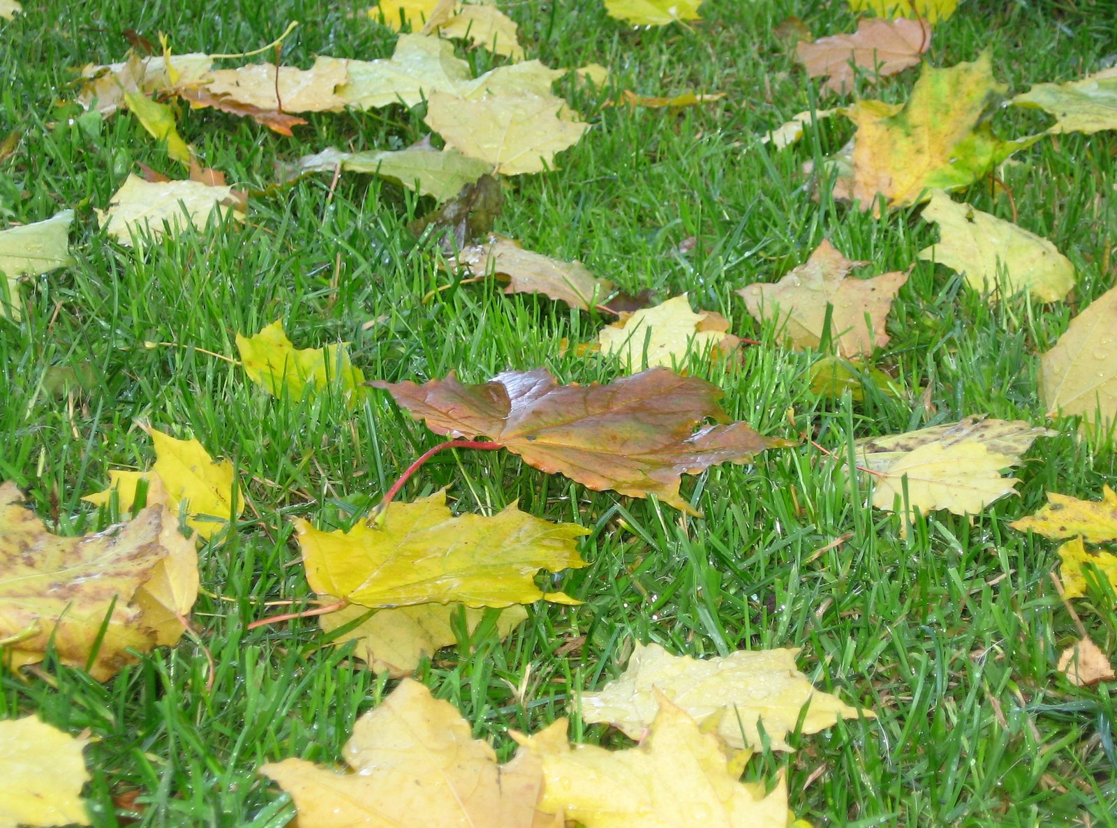 Moscow Daily Photo: Leaves in the grass