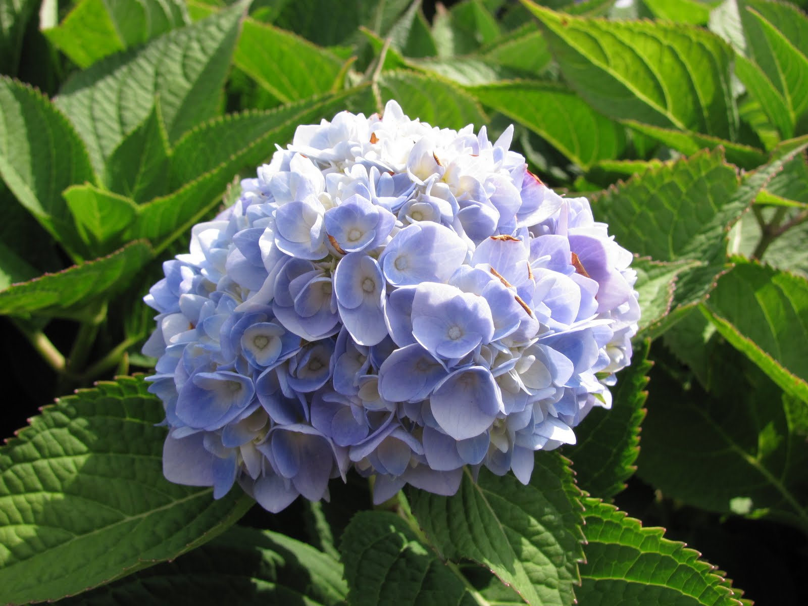 The joys of flowers: Blue Hydrangea