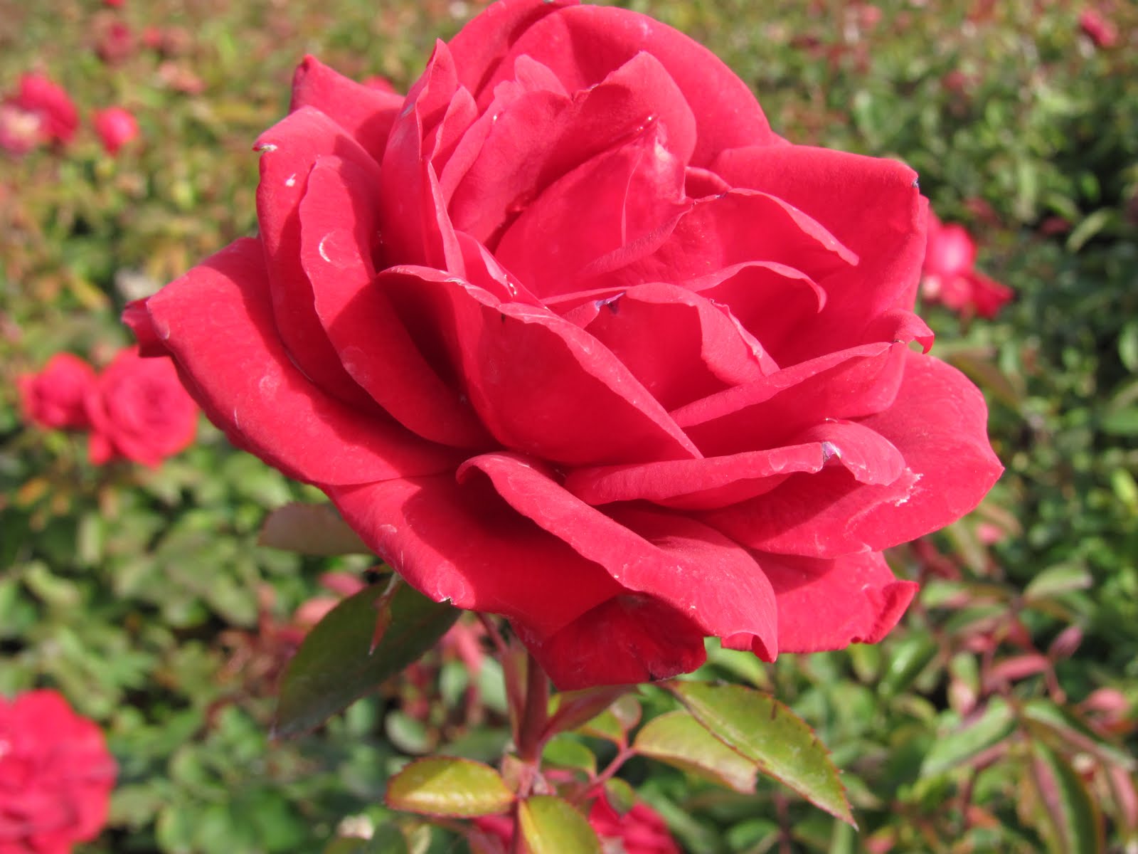 The joys of flowers: Fall Roses