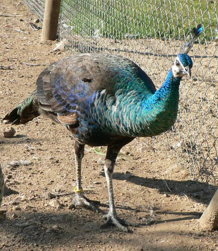 Espécies de animais: Pavão Azul