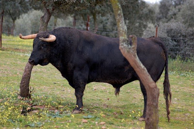 ESPAI TAURÍ: marzo 2010