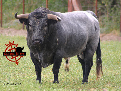 ESPAI TAURÍ: Toros para la corrida concurso de Zaragoza