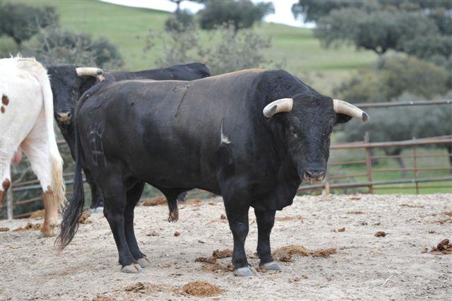 ESPAI TAURÍ: junio 2010