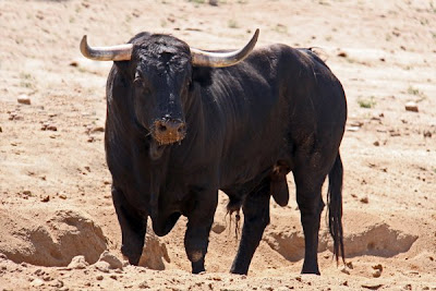 ESPAI TAURÍ: Toro de Miranda y Moreno para La Puebla de Farnals