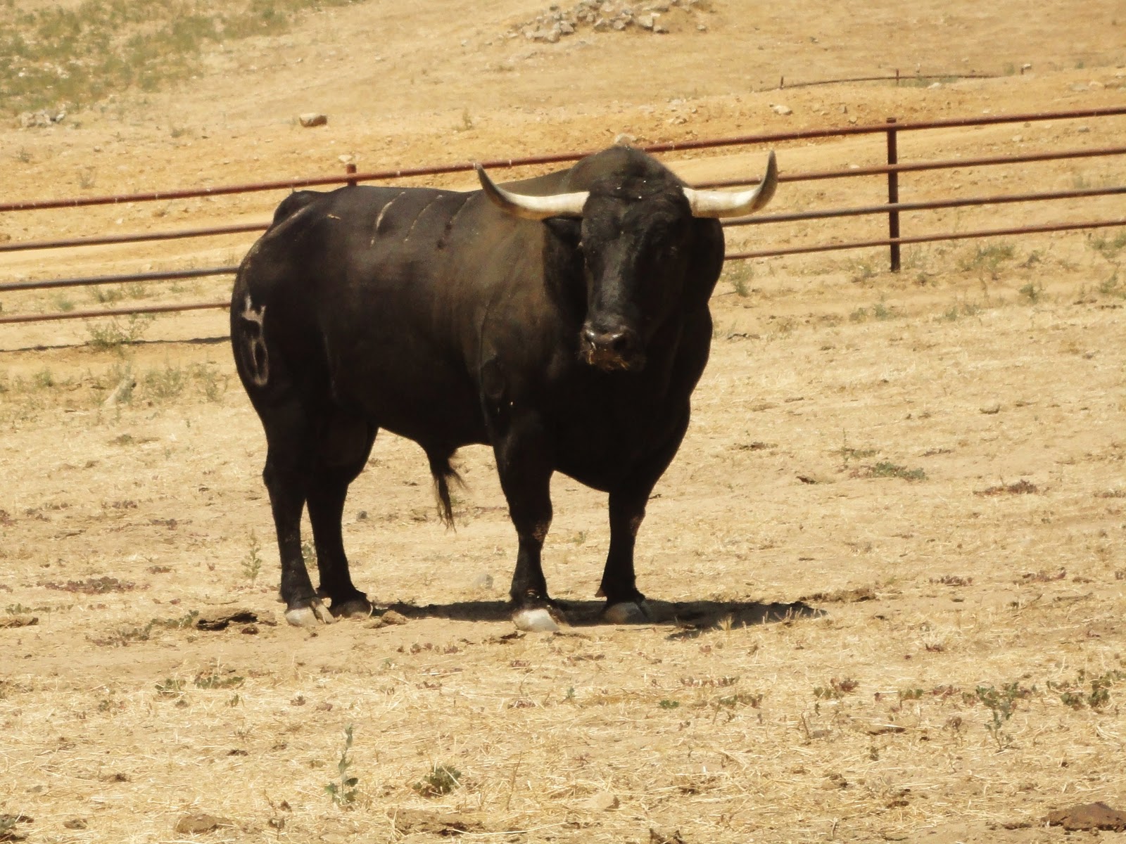 ESPAI TAURÍ: Nuevas fotos de los toros de los festeros de Massamagrell