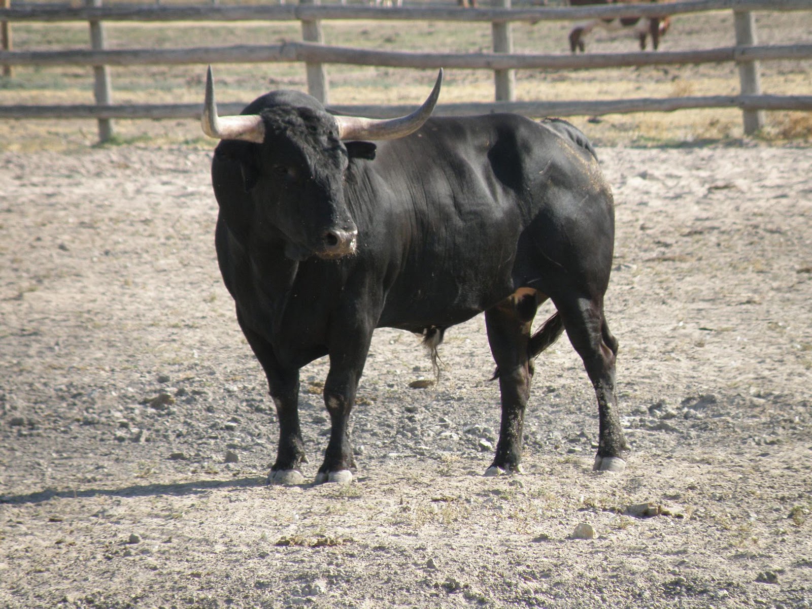 ESPAI TAURÍ: Toro de Guardiola para la A.C.T. Aficionades Taurines d ...