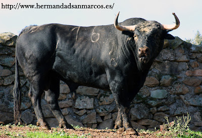 ESPAI TAURÍ: Toros de Román Sorando para Beas de Segura
