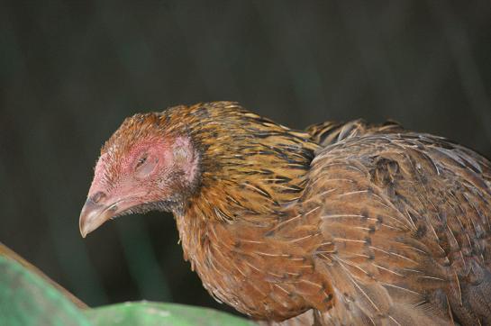 Ayam piru merbok