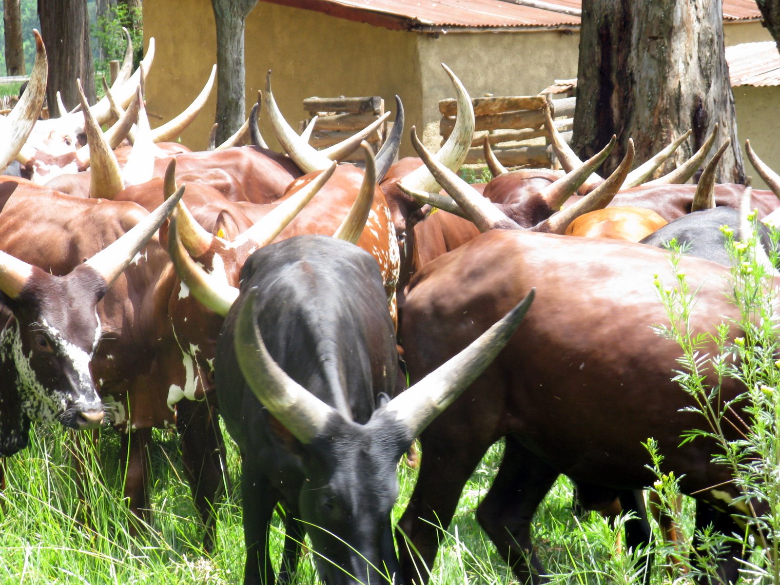 Hans in Rwanda: Songa Dairy Farm