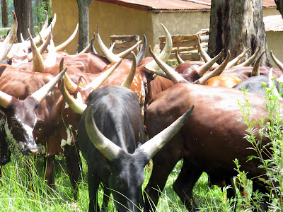 Hans in Rwanda: Songa Dairy Farm