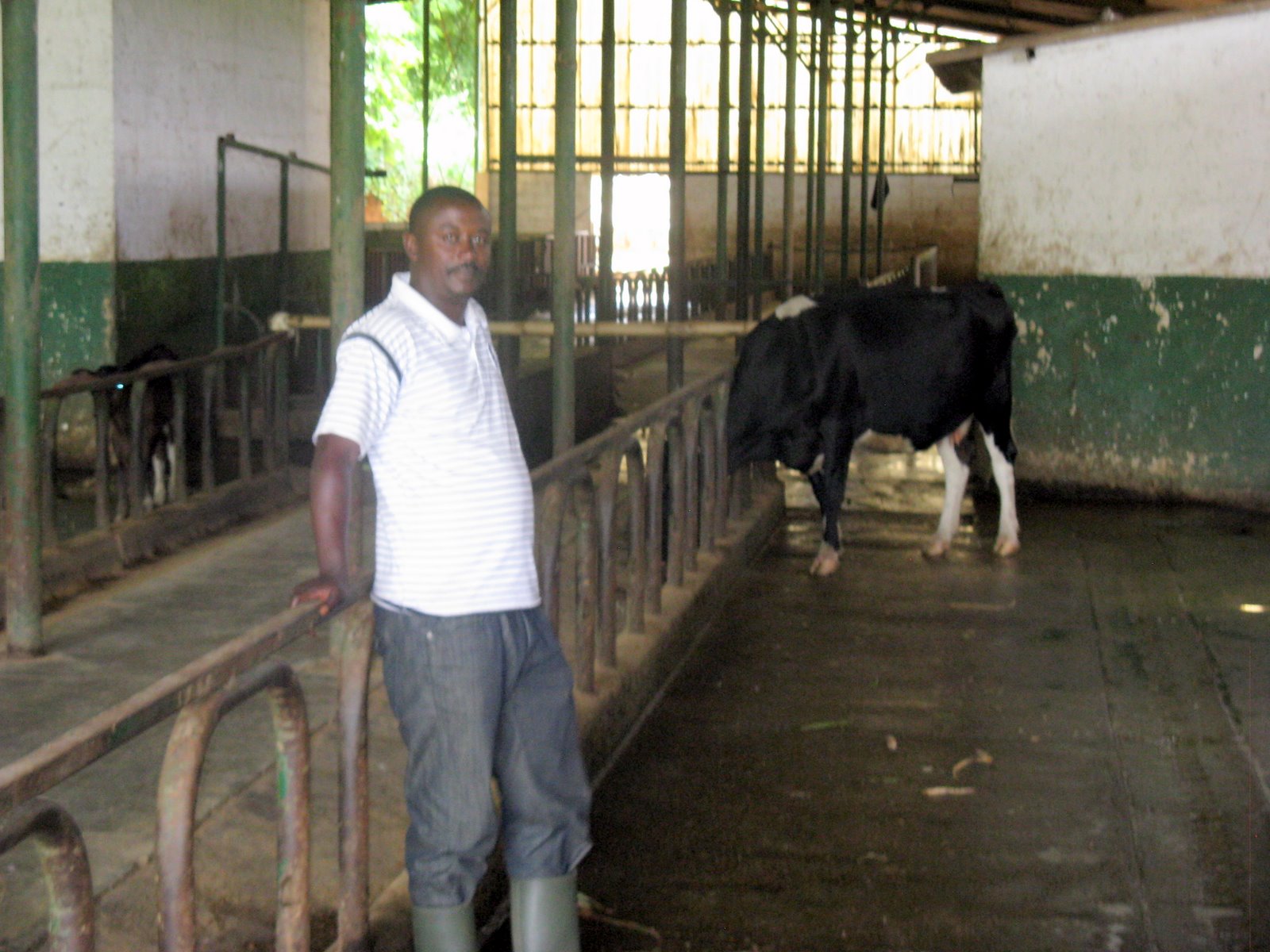 Hans in Rwanda: Songa Dairy Farm