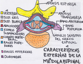 VIRIDIANA_PSICOLOGIA_UAA: PRÁCTICA 4 DE MORFOLOGÍA