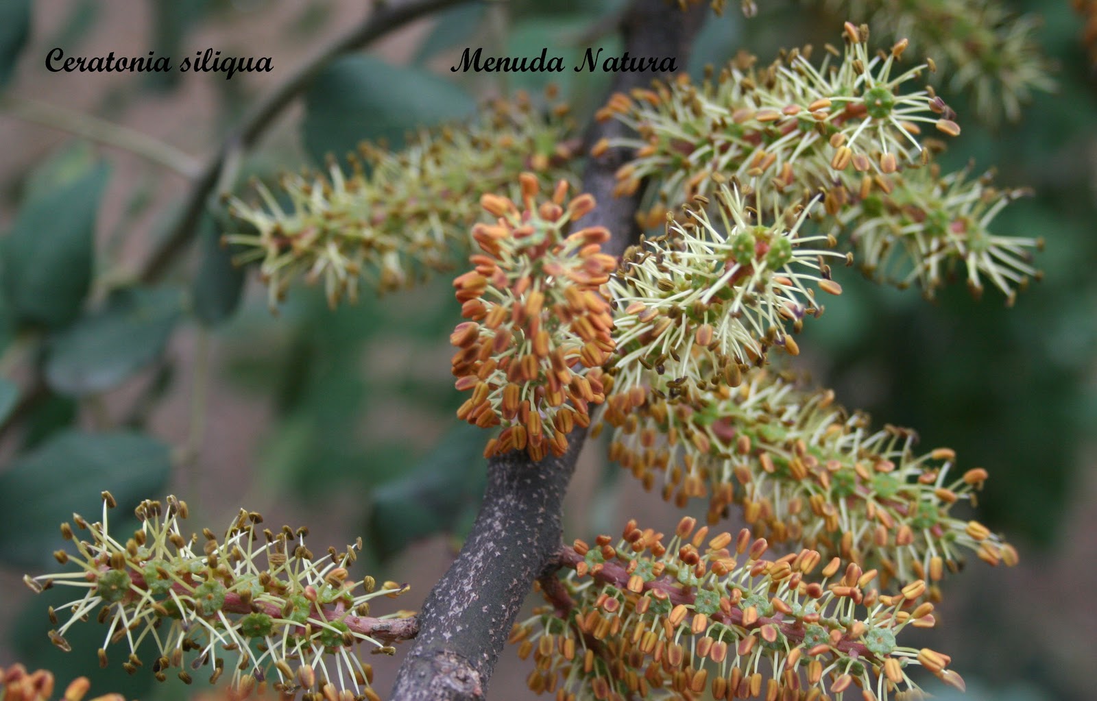 Menuda Natura: Ceratonia siliqua L.