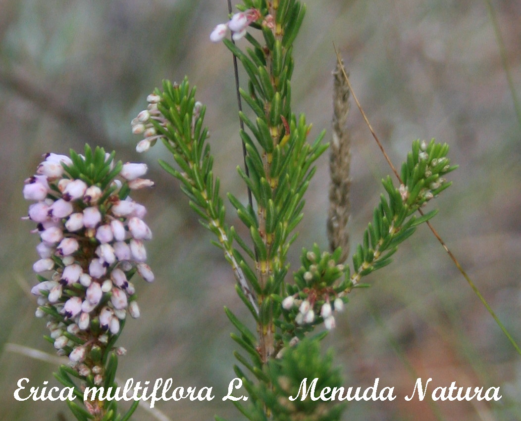 Menuda Natura: Erica multiflora L