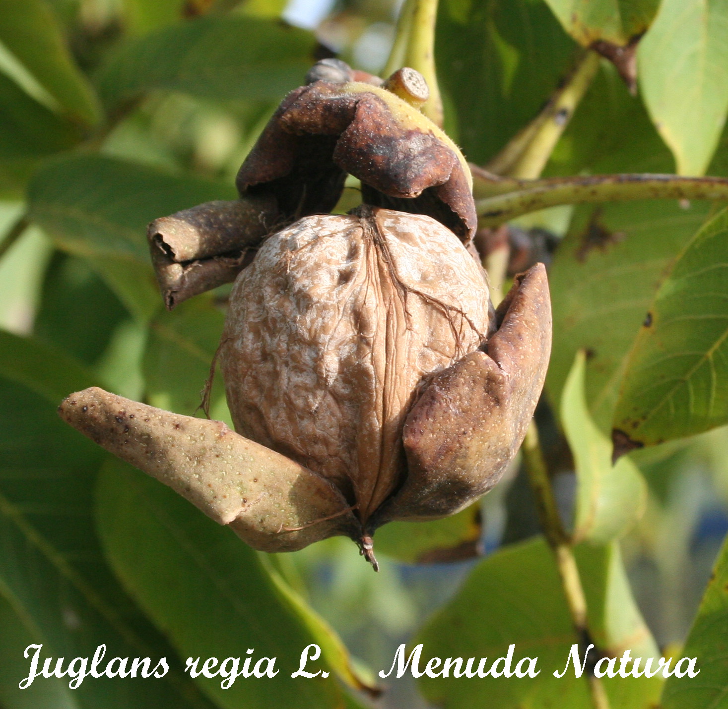 Menuda Natura: Juglans regia L.
