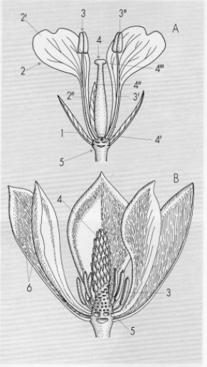 El Jardí de Menuda Natura: Morfologia de les flors