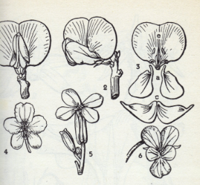 Menuda Natura: Morfologia de les Flors