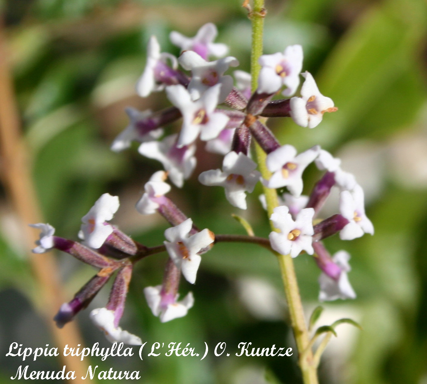 Menuda Natura: Lippia triphylla (L'Hér.) O. Kuntze