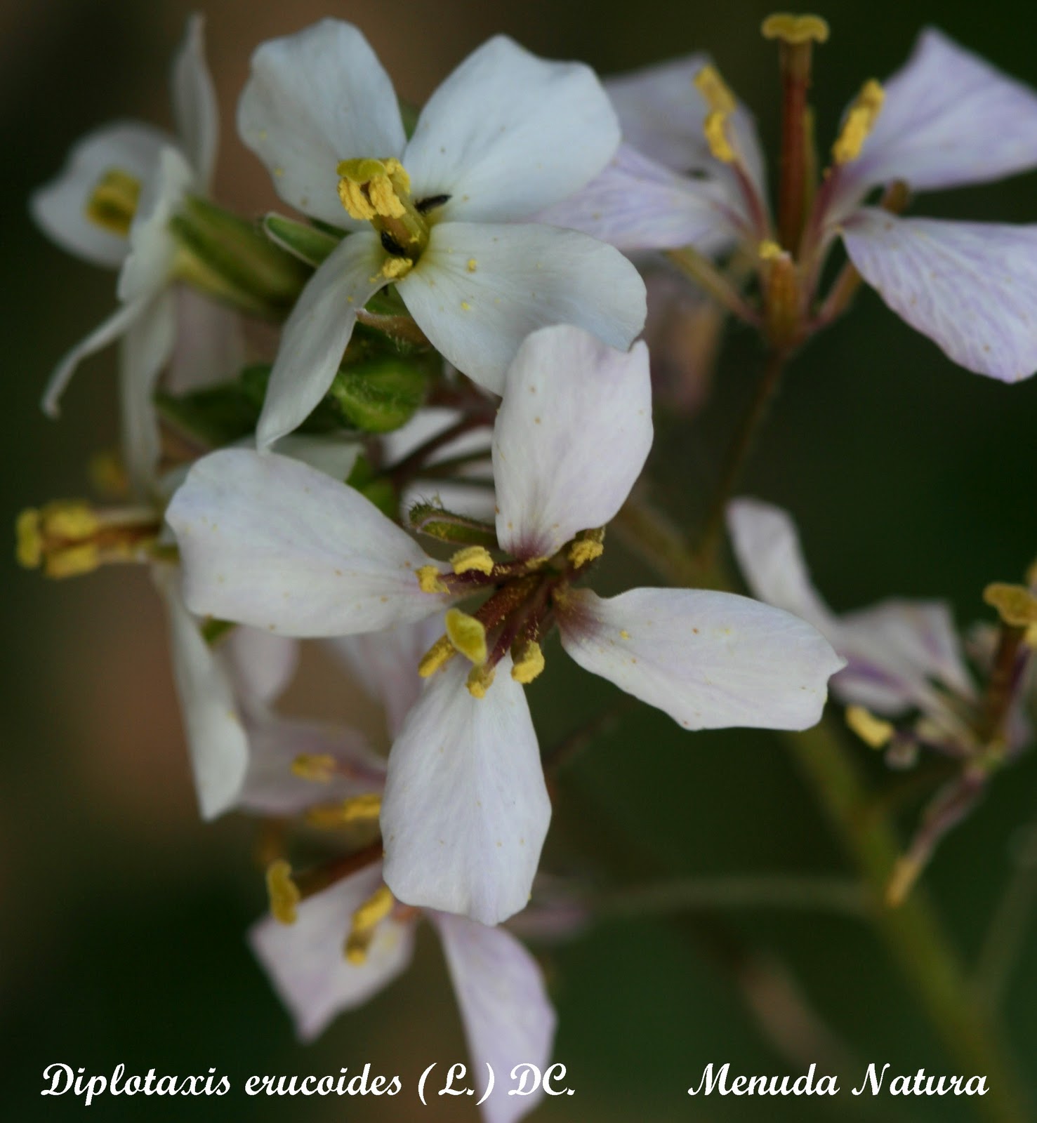 Menuda Natura: Diplotaxis erucoides (L.) DC.