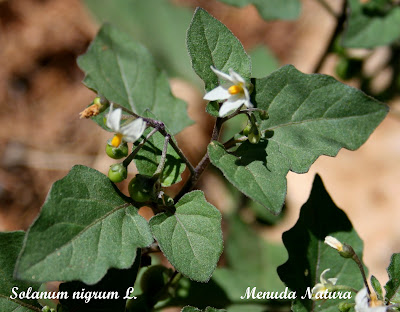 Menuda Natura: Solanum nigrum L.
