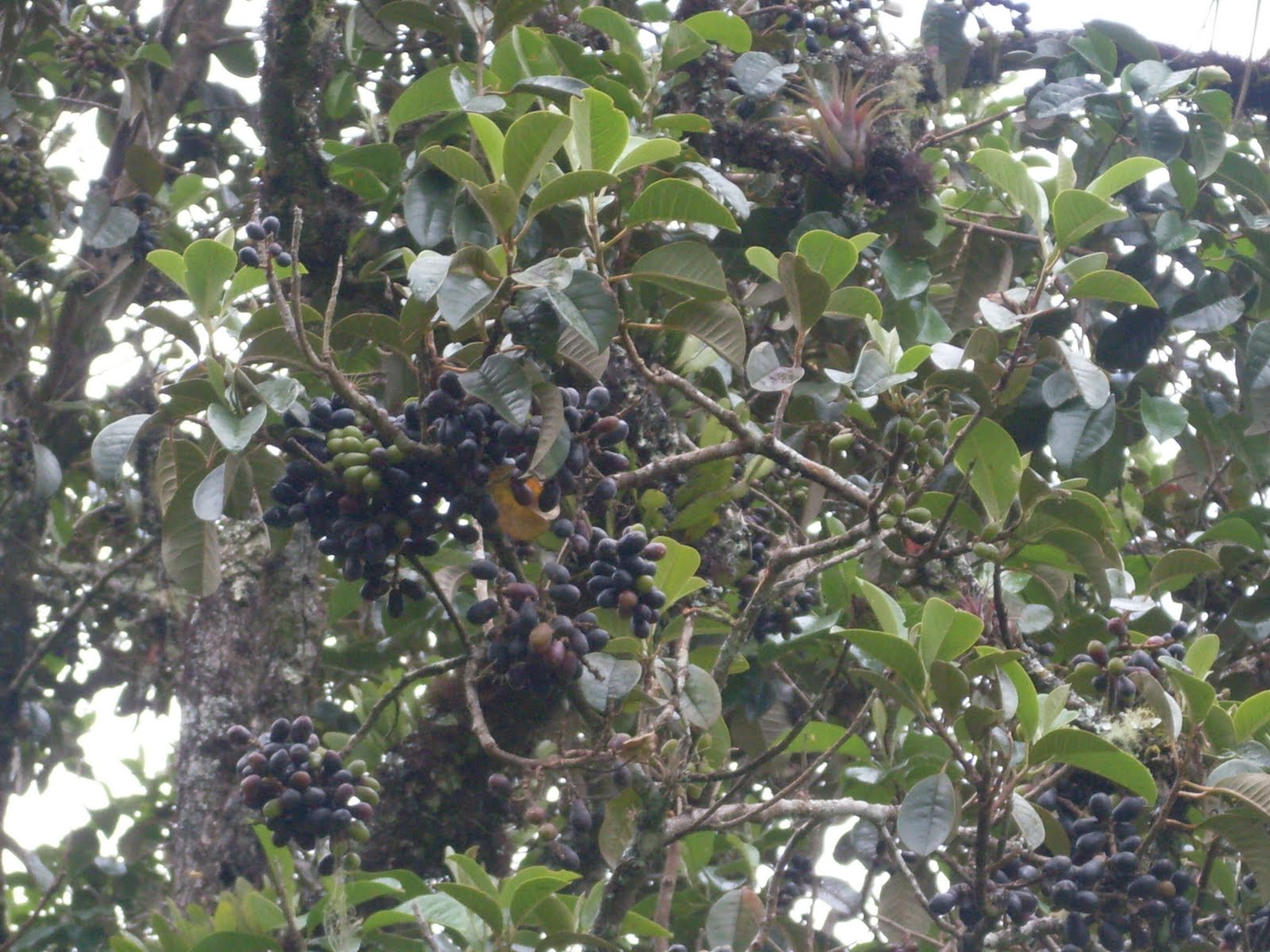 TRABAJO DE ECONOMIA DIGITAL: LAS MESAS