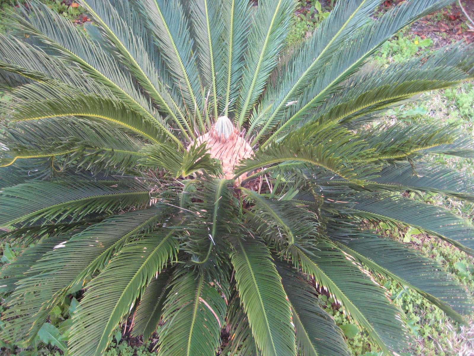 Peering Through a Porthole: Amazing Palms