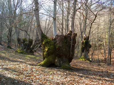 El Polell | El nou porxo, de fusta de castanyer!