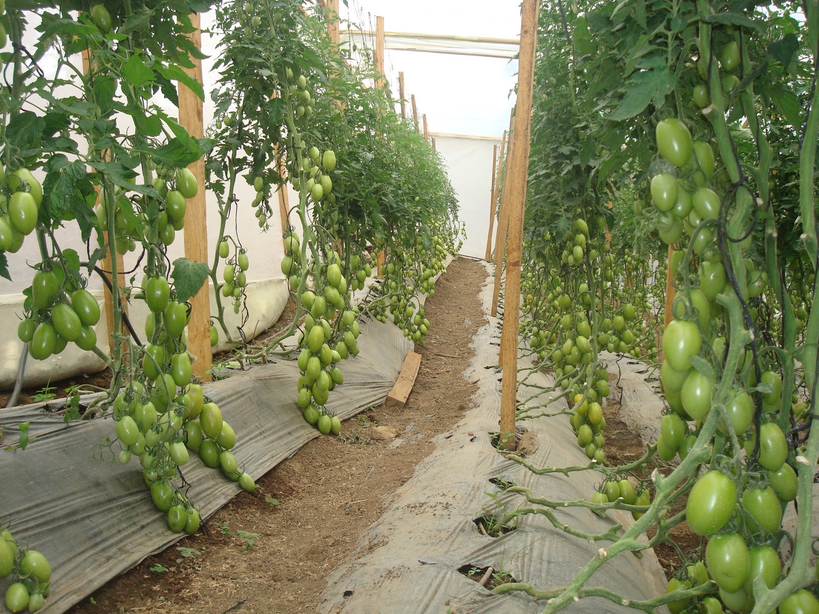 mancomunidaddelvalle: PRODUCCION DE TOMATE BAJO INVERNADEROS EN RABINAL