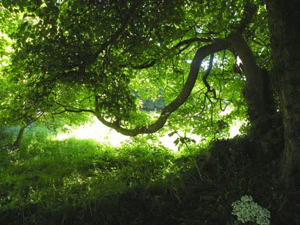 treeaware: Welsh Trees...