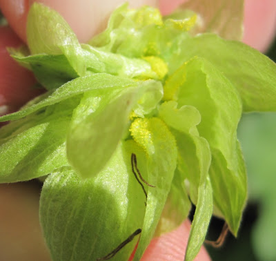 The Farmers' Museum: Hops in the Pharmacy
