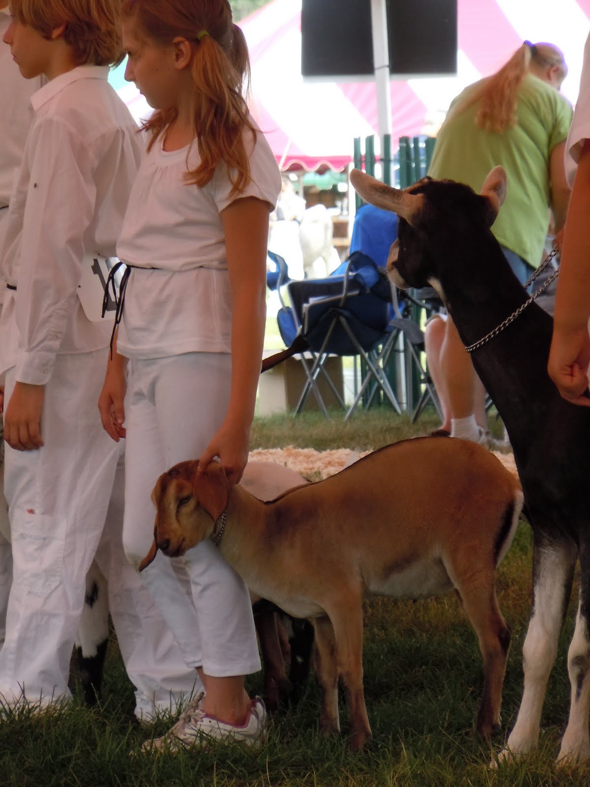 The Farmers' Museum: Junior Livestock Show: Dairy Goat Wrap Up